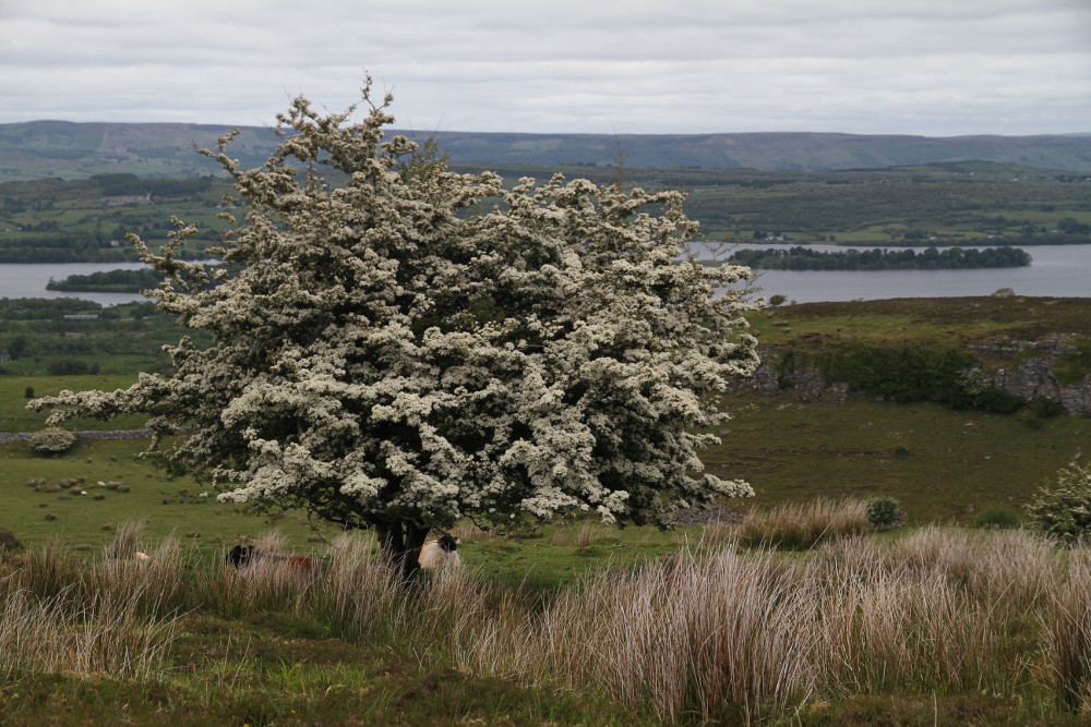 Carrowkeel Passage Tomb Cemetery | information | photos | map