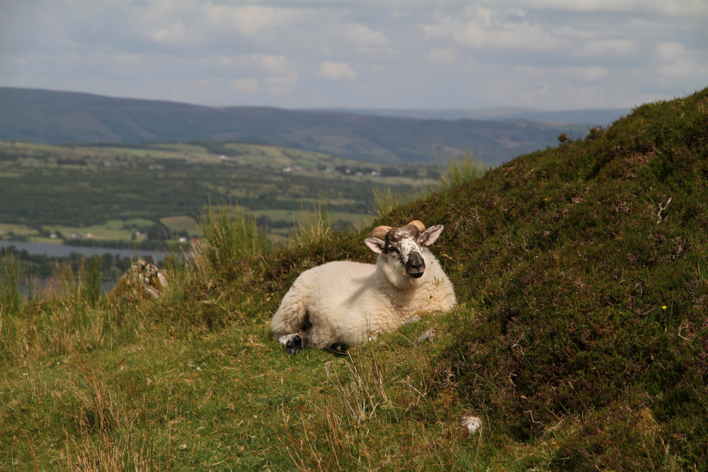 Carrowkeel Passage Tomb Cemetery | information | photos | map