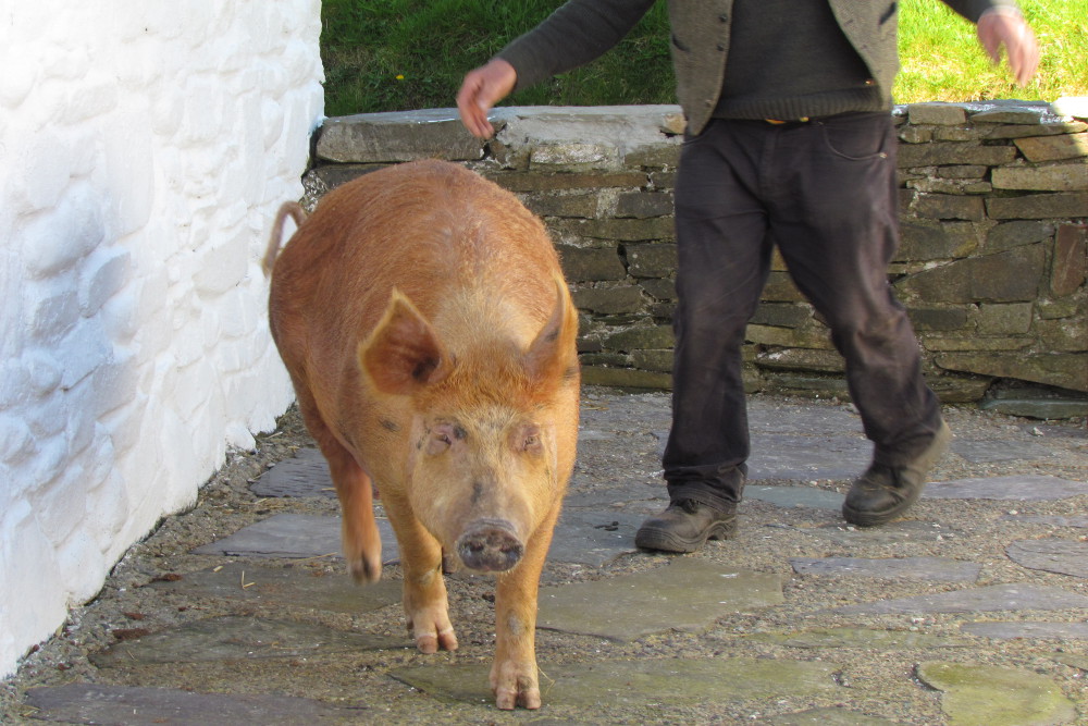 Muckross Traditional Farms | Open Air Museum | Killarney National Park ...
