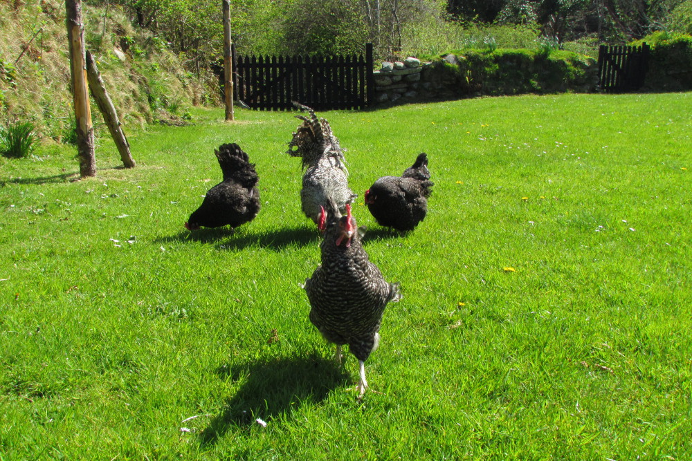 Muckross Traditional Farms | Open Air Museum | Killarney National Park ...