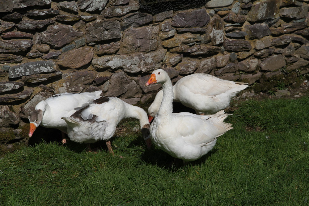 Muckross Traditional Farms | Open Air Museum | Killarney National Park ...
