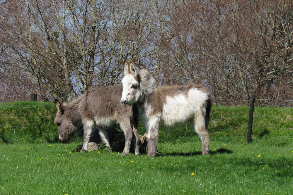 Muckross Traditional Farms | Open Air Museum | Killarney National Park ...