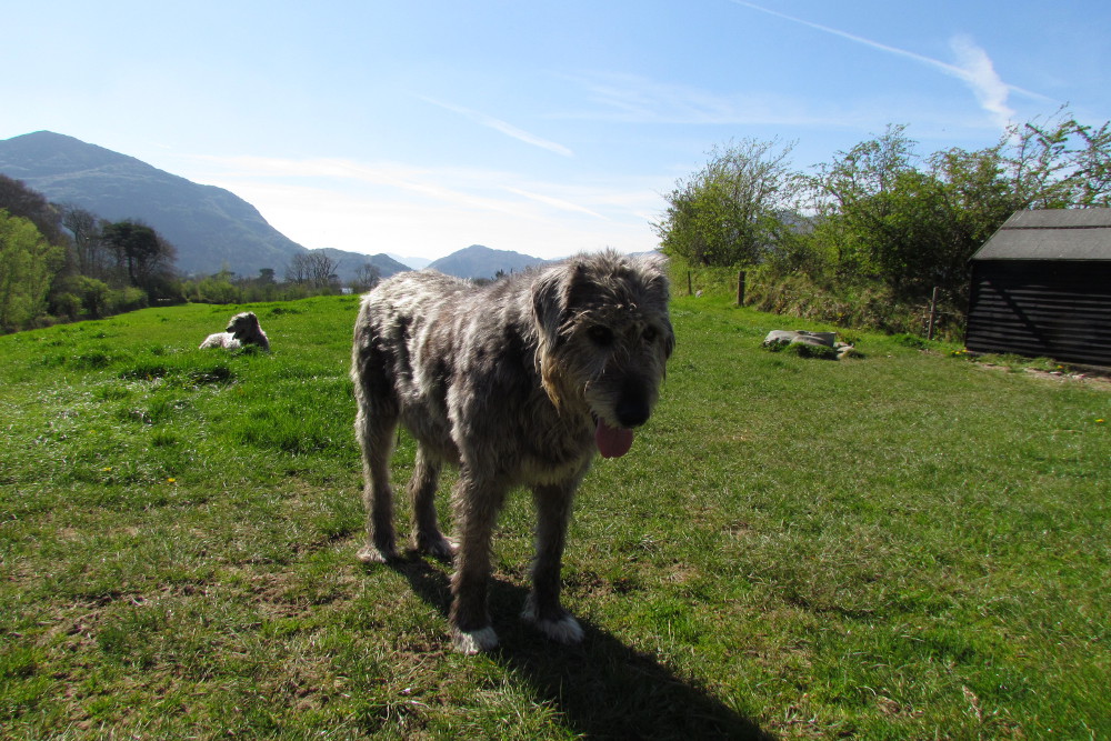 Muckross Traditional Farms | Open Air Museum | Killarney National Park ...