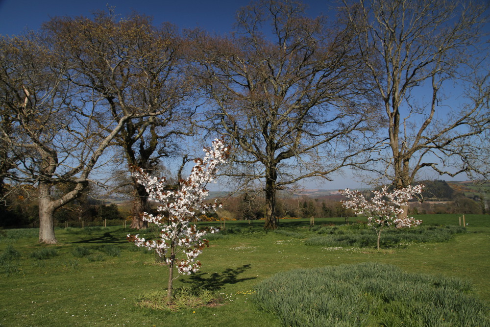 National Botanic Gardens - Kilmacurragh, County Wicklow